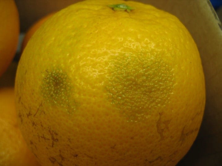 Quality Defects vs Condition Defects, What’s the Difference? – OPMA